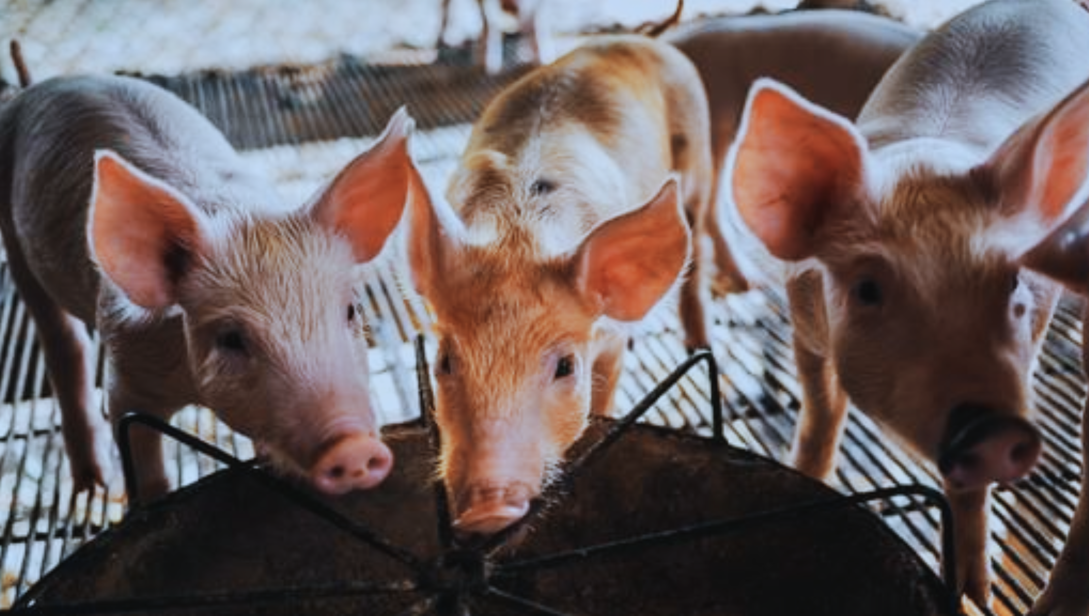 Summer vs. Fall: Rethinking Seasonal Cleaning Strategies in Indoor Pig ...